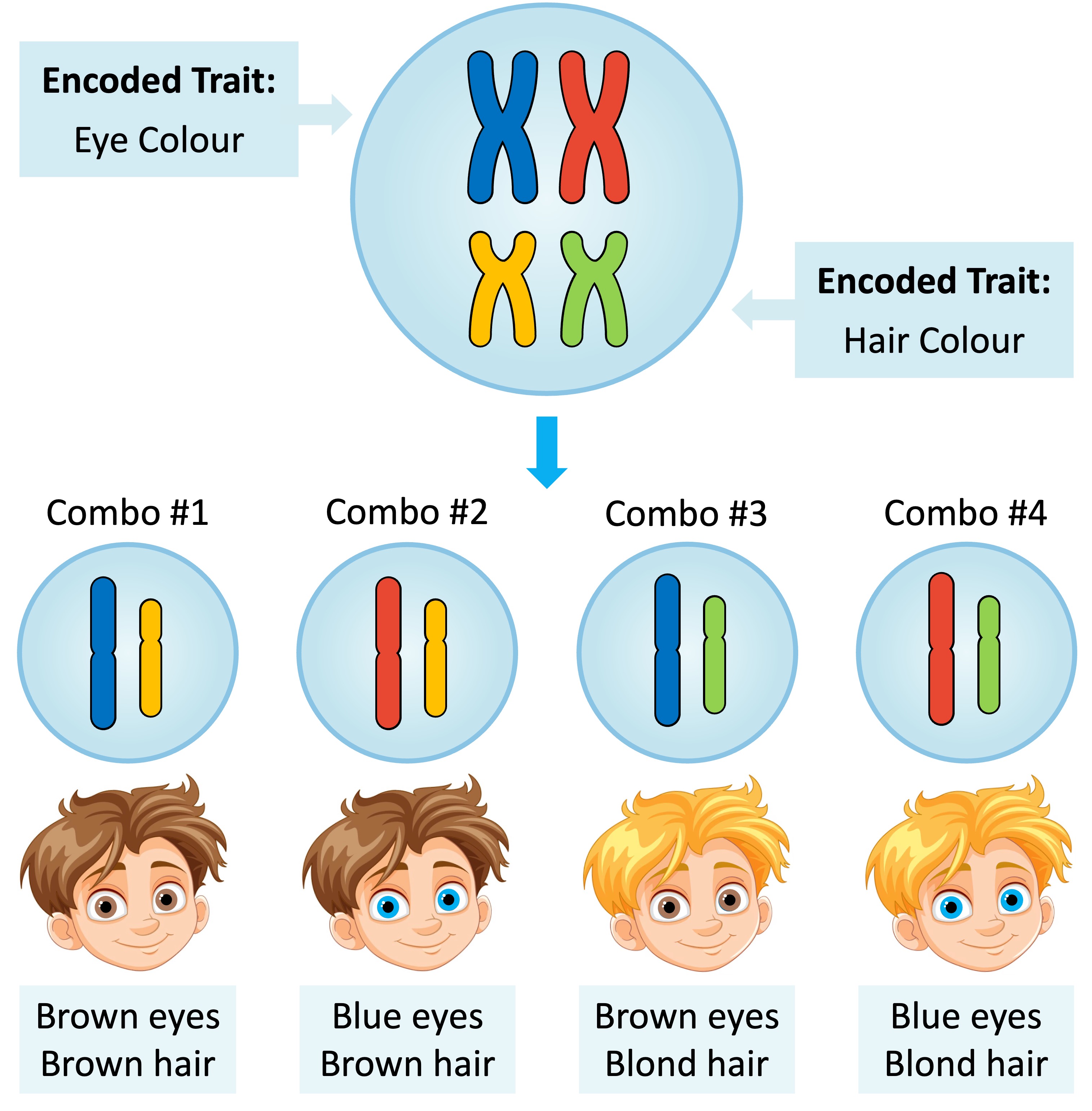 Gene Assortment 8866